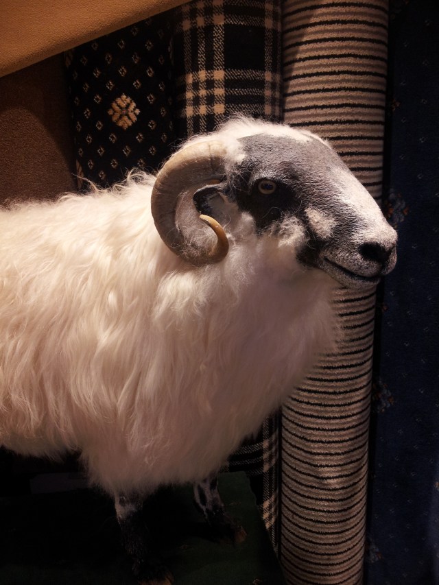 Name Our Sheep! – Museum of Carpet