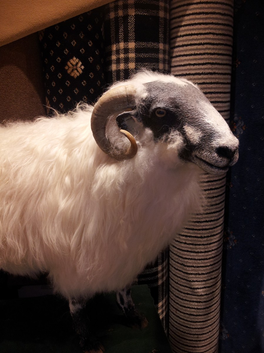 Name Our Sheep! – Museum of Carpet